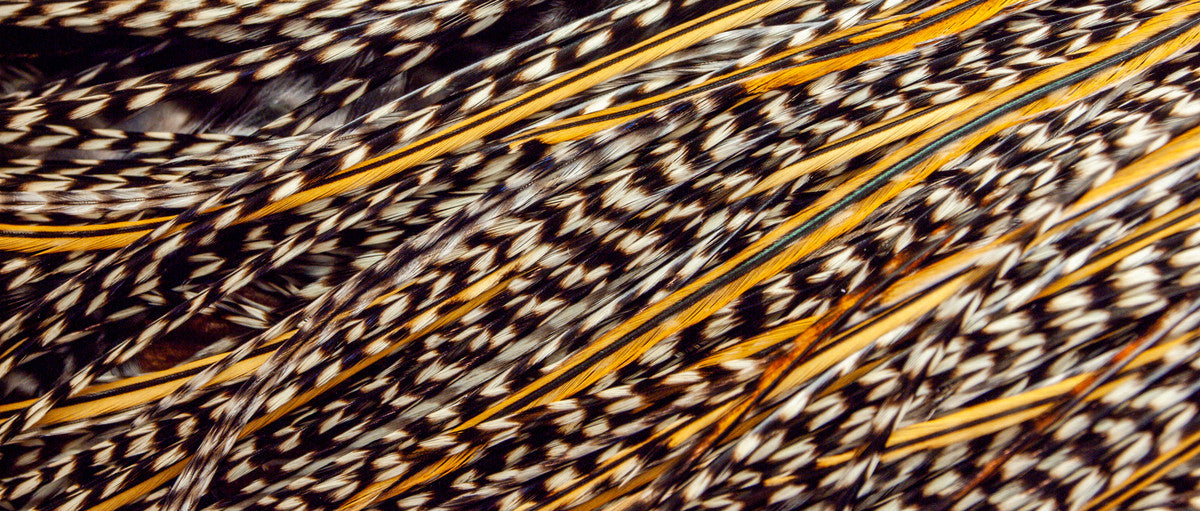 A Quick Guide to Chicken Feathers: Capes, Saddles and More – Anglers All